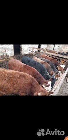 Бычки и телки