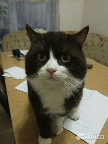 Вязка с котом