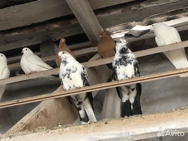 Породистые голуби