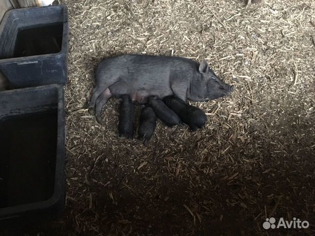 Вьетнамский вислобрюхий поросенок
