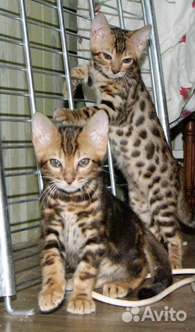 Котята бенгальские