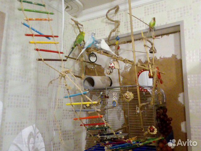 Валнистые папугаи