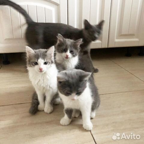 Котята метисы русской голубой