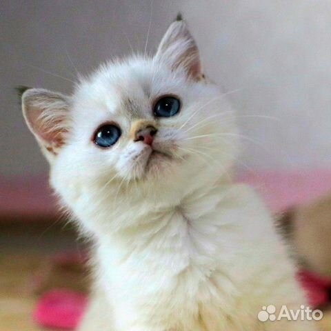Роскошный котик страйт с фиалковыми глазами ny2533