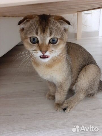 Шотландский котик