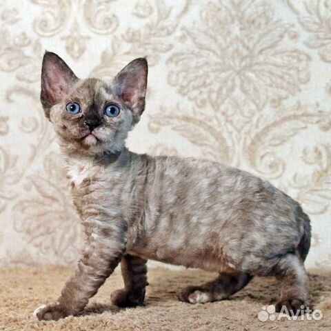 Яркая красотка