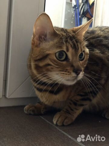 Кошка бенгальская