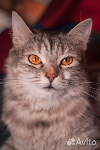 Ласковая, молоденькая кошечка Стеша в дар