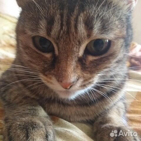 Кошечка в добрые руки