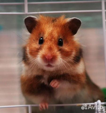 Хомячок сирийский