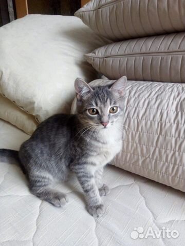Кошечки