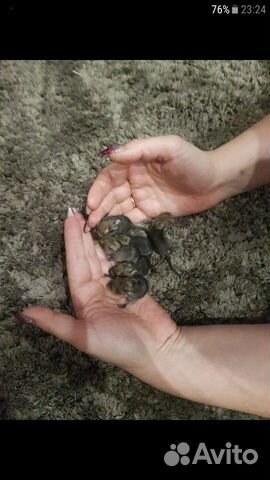 Продам белок дегу