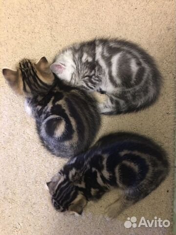 Шотландские котята-тигрята