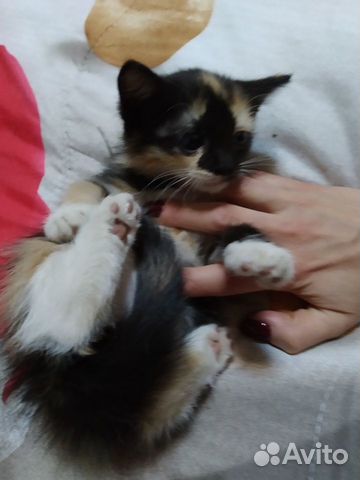 Маленькая трехцветная девочка 1.5 мес в дар