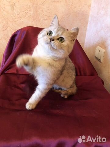 Шoтлaндckий пpинц эффектной внешнocти