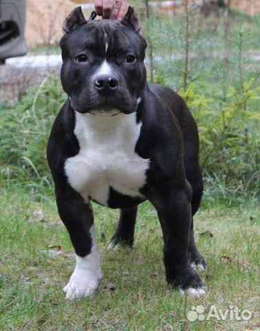 Американ булли