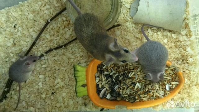 Мышь иглиста