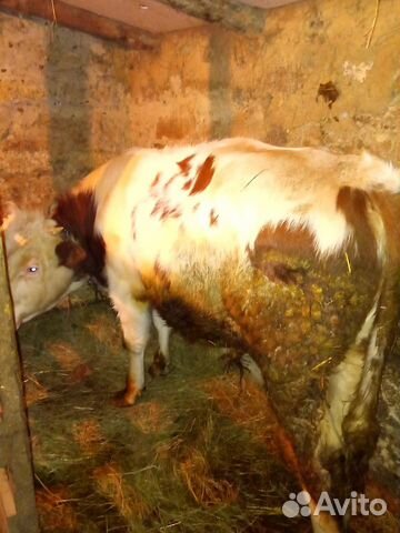 Продам быка