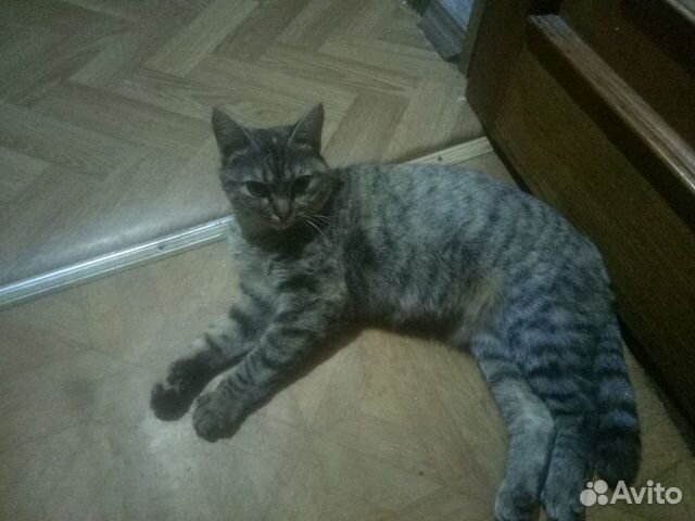 Кошечка Алиса в добрые руки