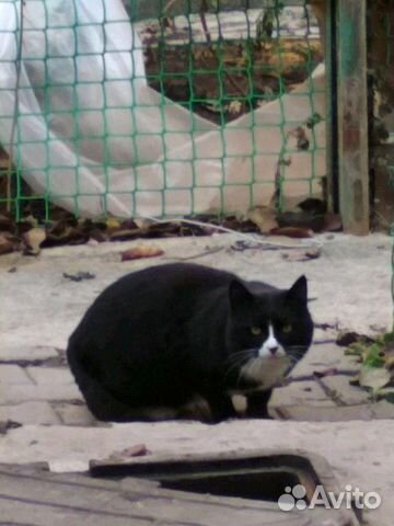 Котик ласковый домашний черный с белым