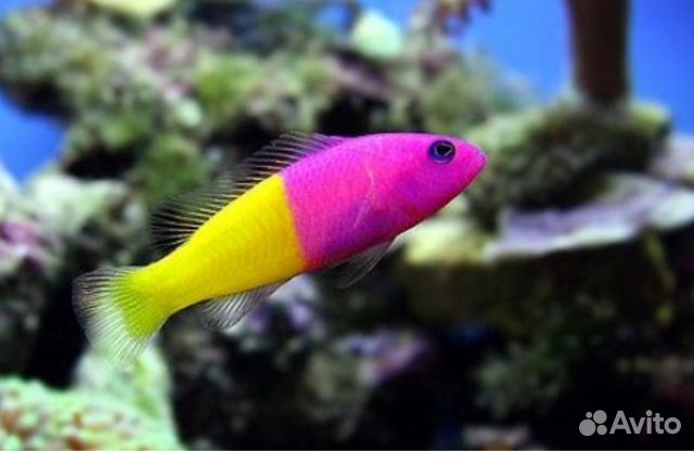 Морские рыбки