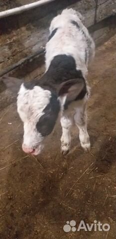 Тёлочка и 2 бычка