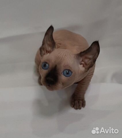 Канадский сфинкс,эльф