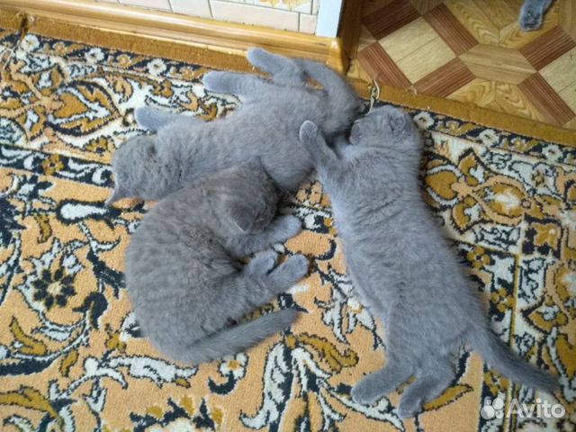 Шотландские вислоухие