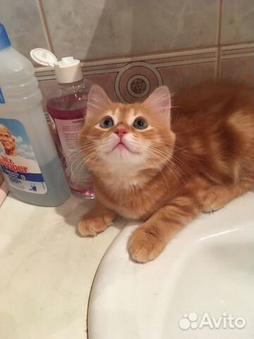 Котёнок-лисенок