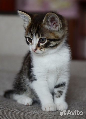 Необычная кошечка