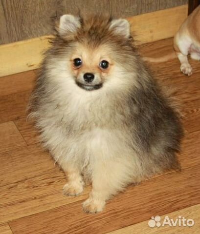 Пом.шпиц мини мальчик