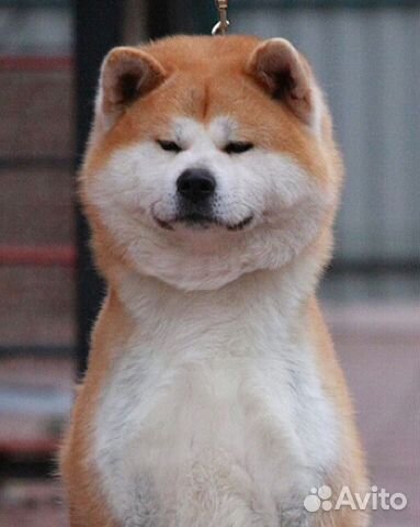 Акита ину взрослый племенной кобель продажа