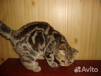 Британки и вислоушки