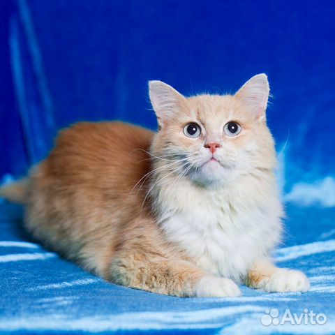 Чудесный котик в добрые руки