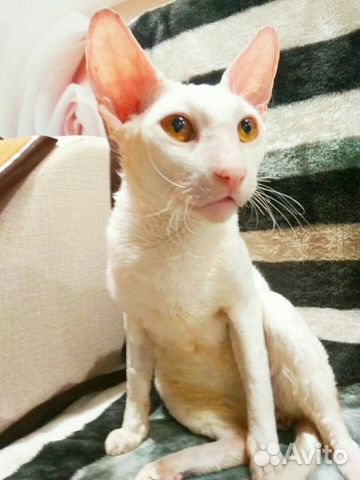 Корниш-рекс