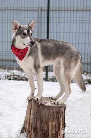 Подросток. Метис хаски