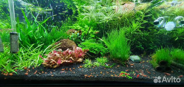 Прополка, Мхи, Альтернатера мини