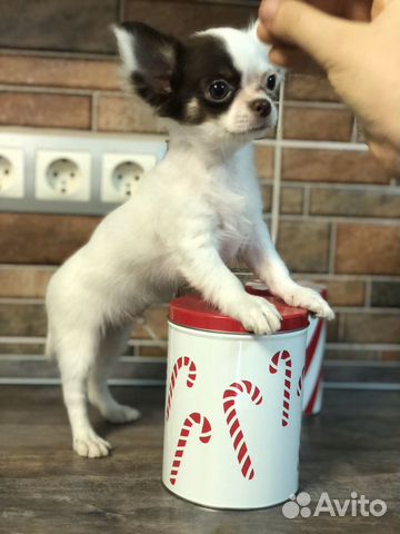 Супер мальчик чихуахуа