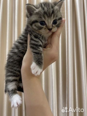 Шотландская кошечка