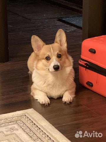 Вязка Вельш Корги Пемброк Омск