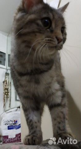 Кошка