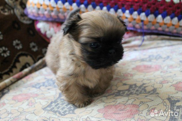 Щенки пекинеса
