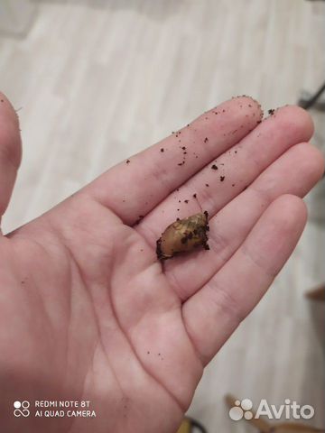 Продам улиток ахитина