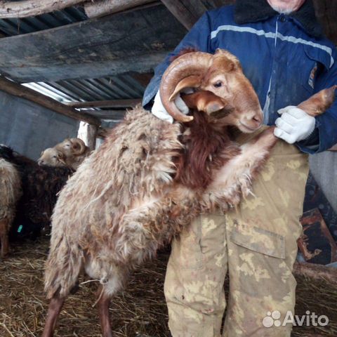 Барашки и овцы