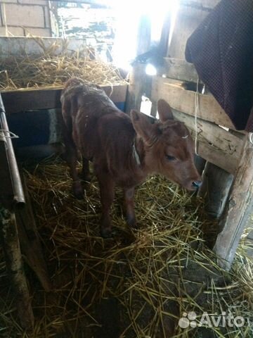 Две тёлочки