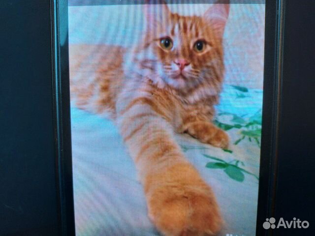 Пропал кот по кличке Бася.Пожалуста верните