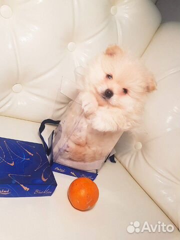 Мальчишка-Озорнишка