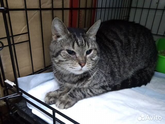 Кастрированный ласковый кот в дар