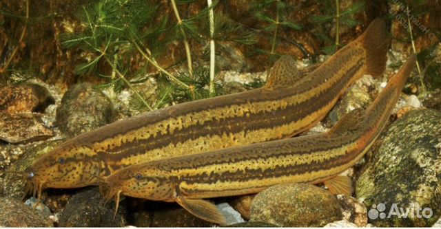 Продажа рыбы вьюна