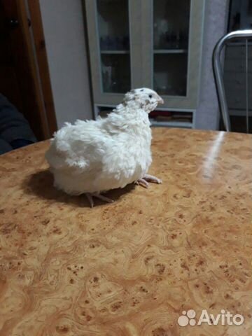 Перепелки